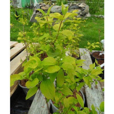 Pihajasmike (Philadelphus coronarius) ‘Yellow Hill‘