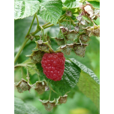 Vadelma 'Glen Ample' (Rubus idaeus 'Glen Ample' PBR)